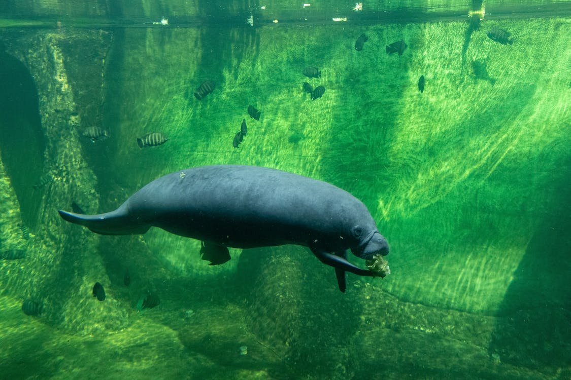 A Florida Taco Chain WIll Help Feed The Manatees