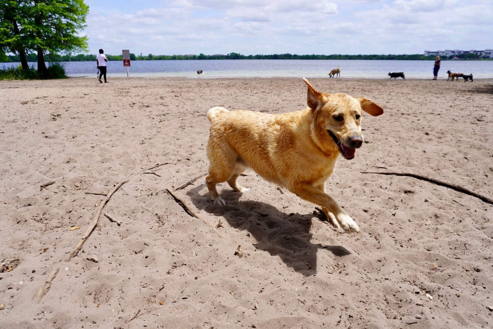 Great Places To Take Your Dog. Central Florida is a dog-friendly region.